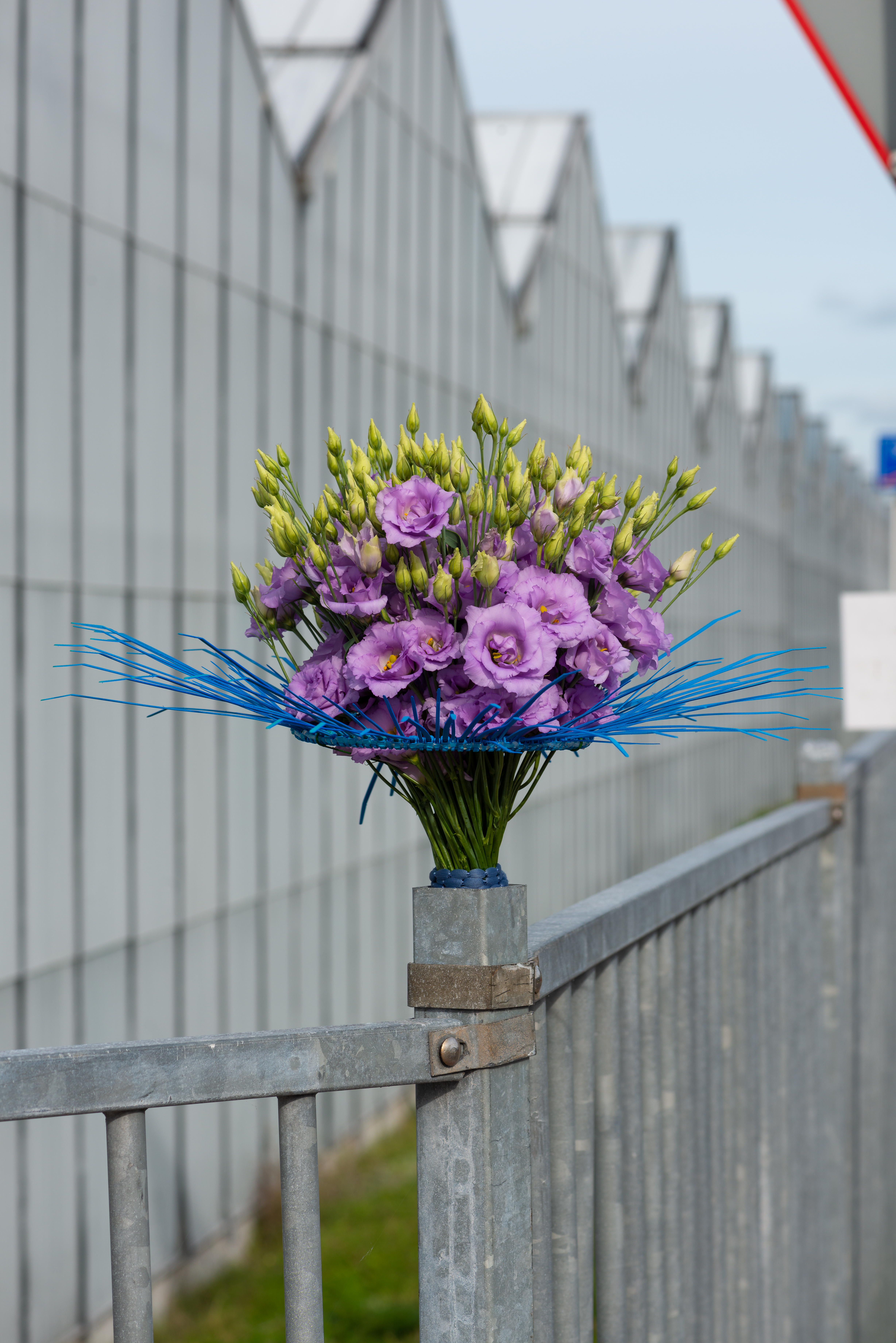Home | Lugt Lisianthus