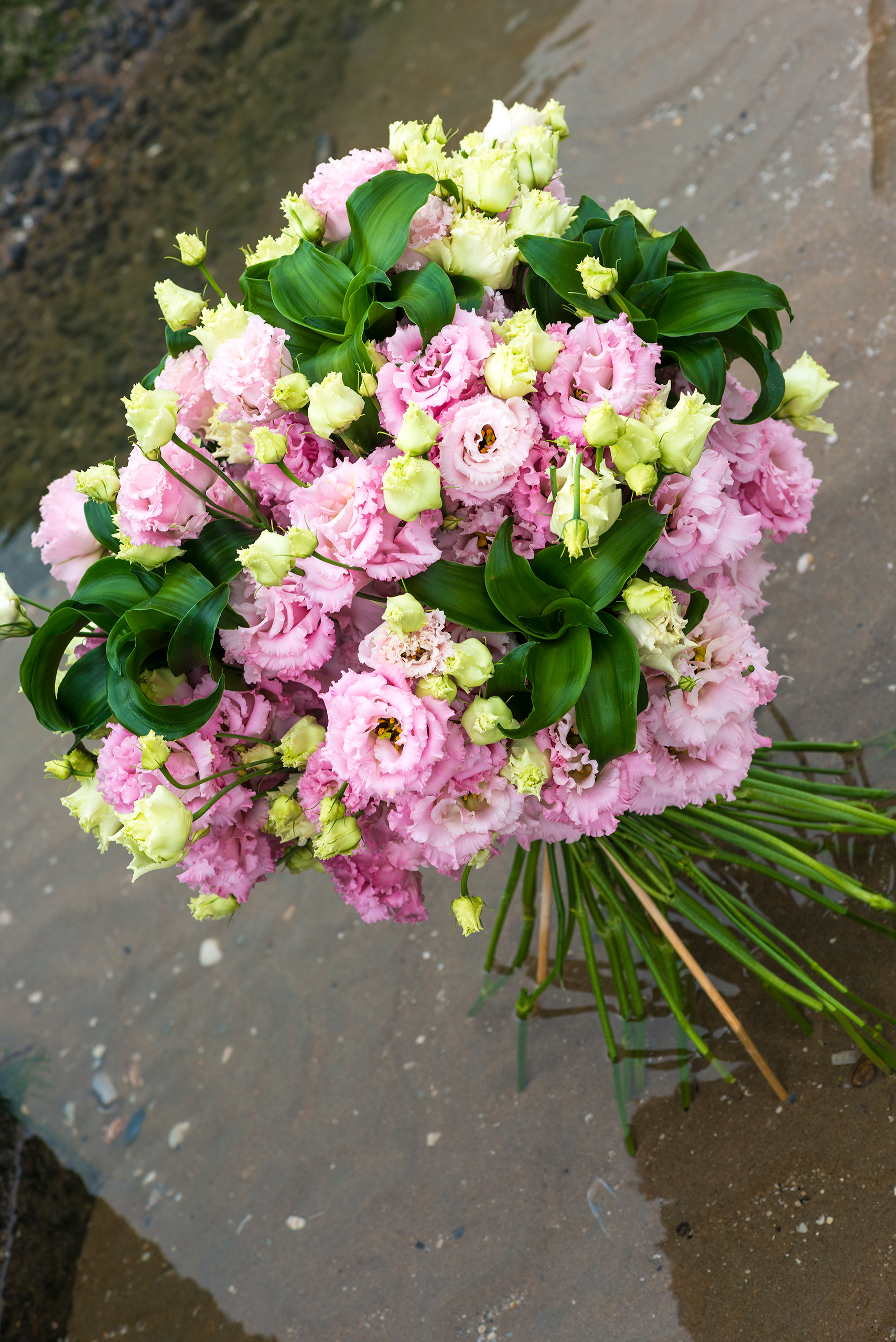 Home | Lugt Lisianthus